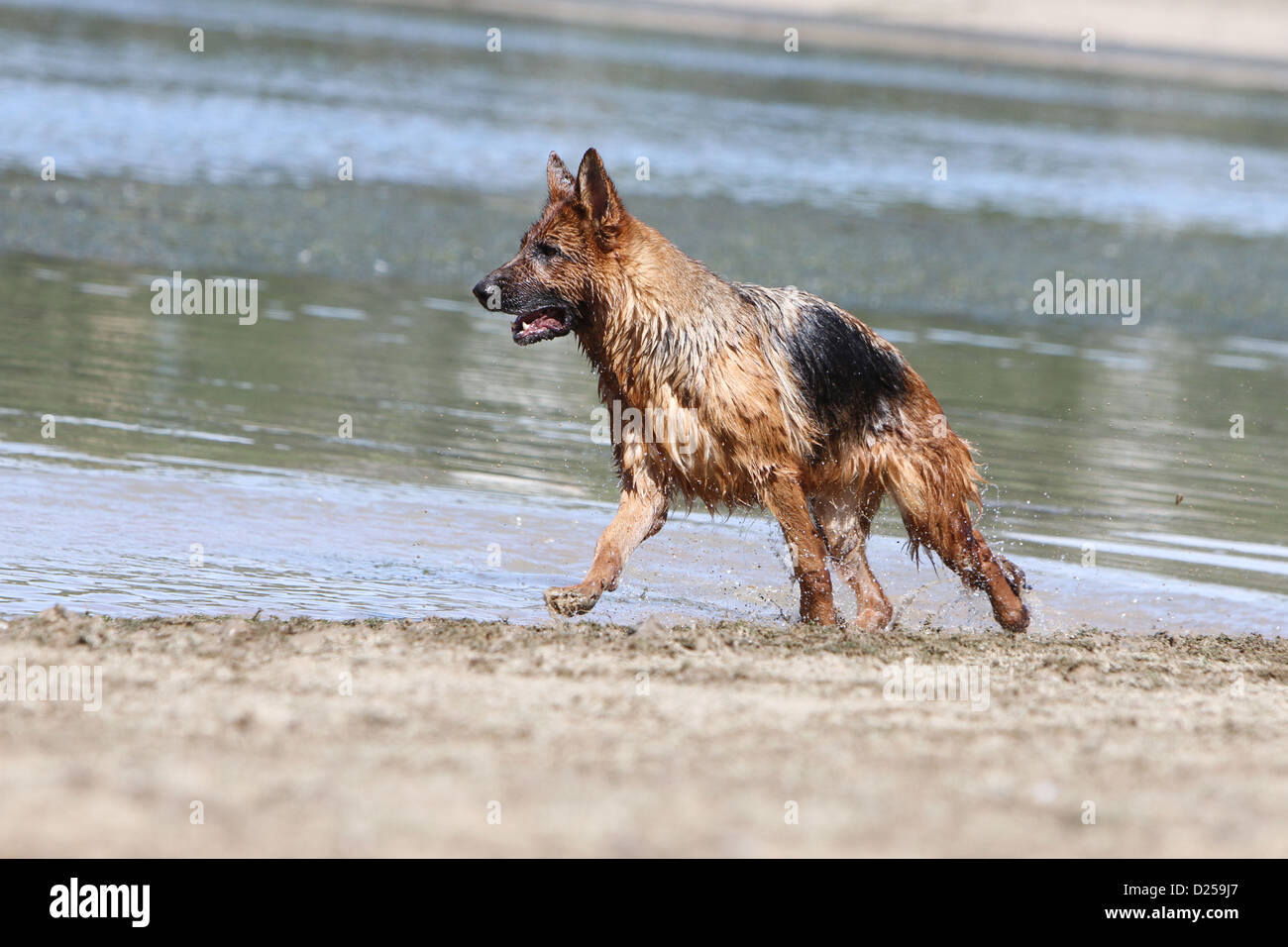 German shepherd dog adult walking hi-res stock photography and images ...