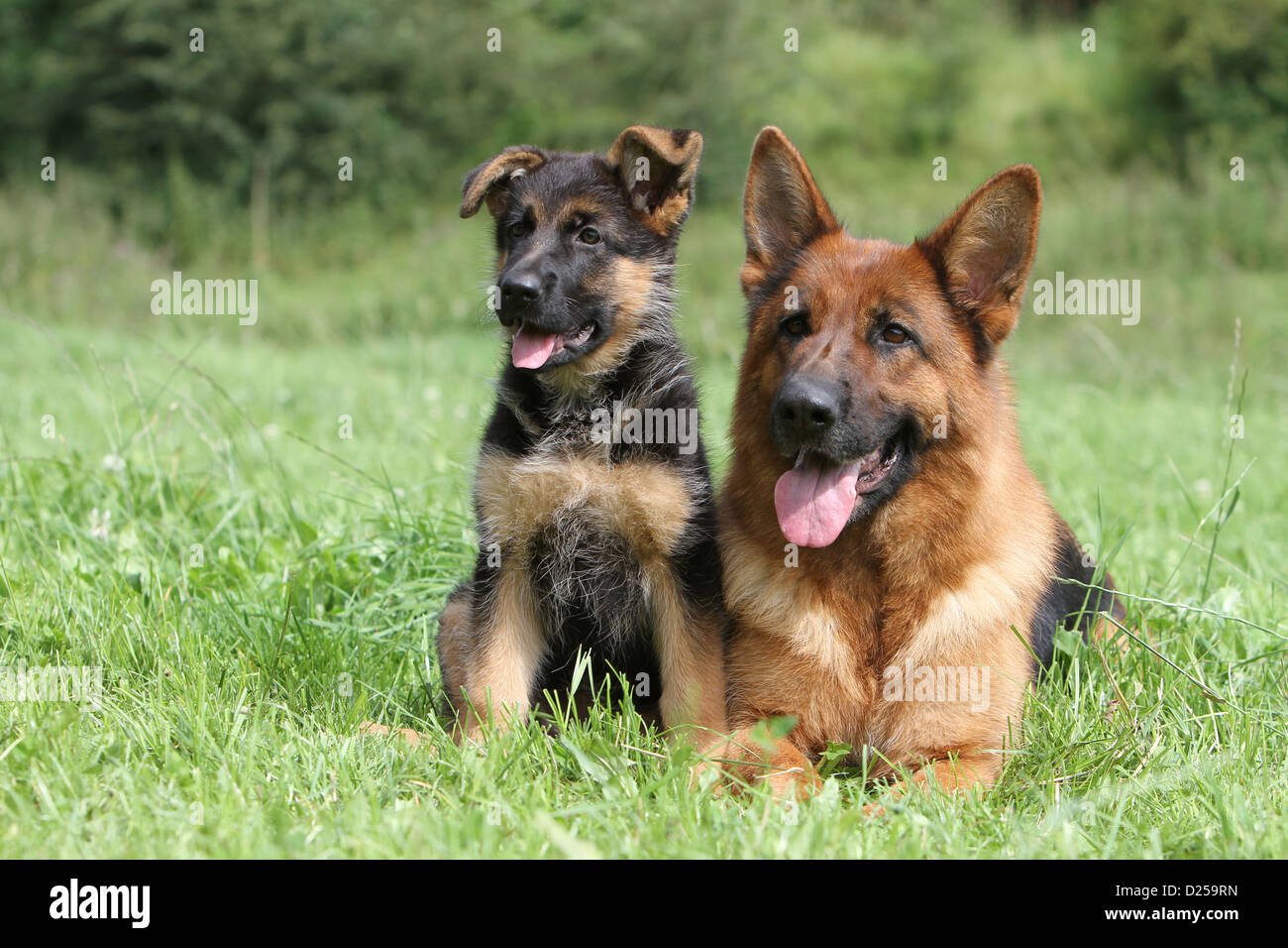 Dog German Shepherd Dog / Deutscher Schäferhund adult and puppy in a ...