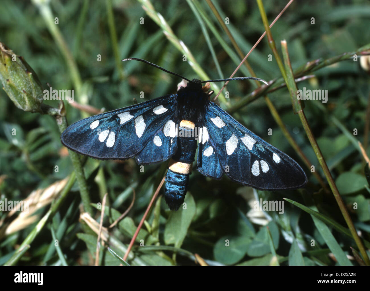 Italian Moth High Resolution Stock Photography and Images - Alamy