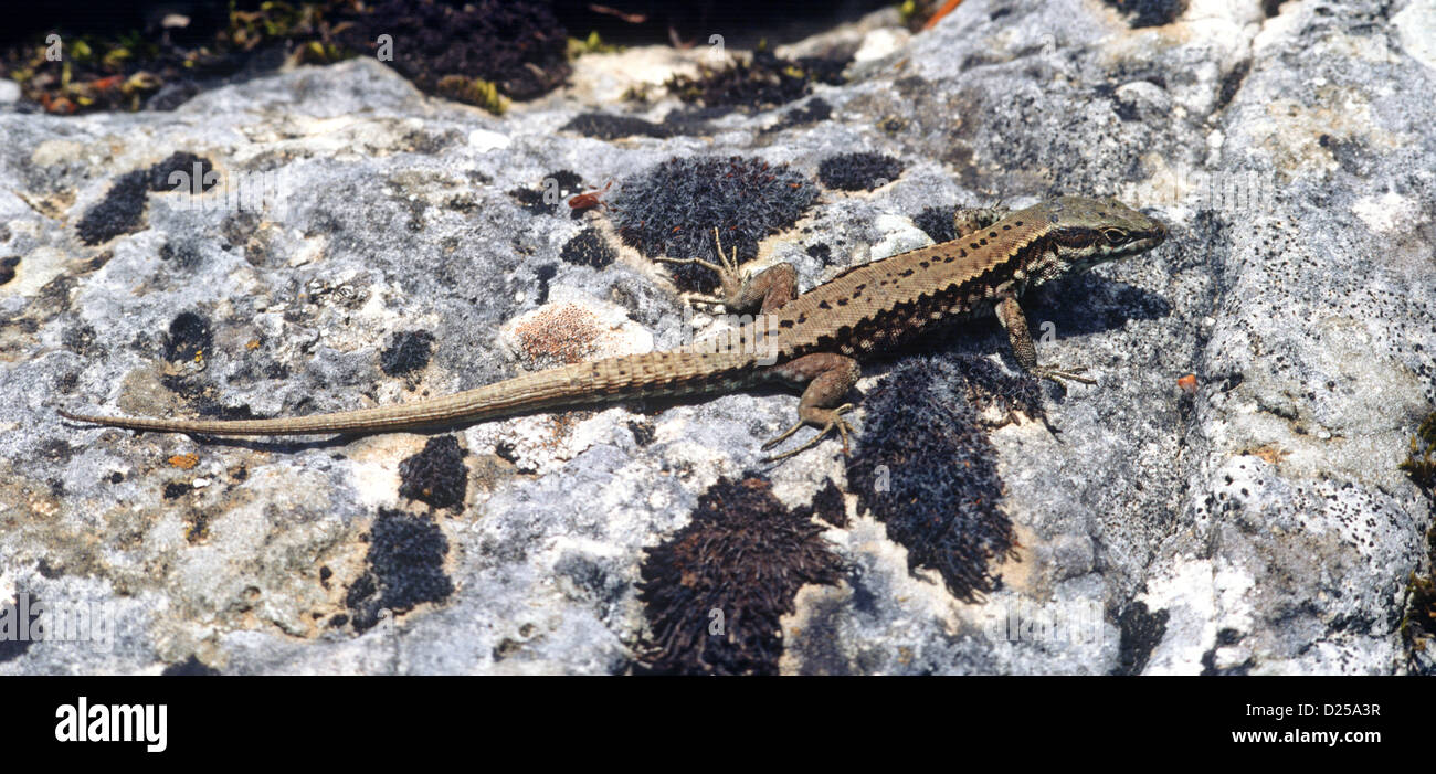 Wall Lizard on rock Stock Photo - Alamy
