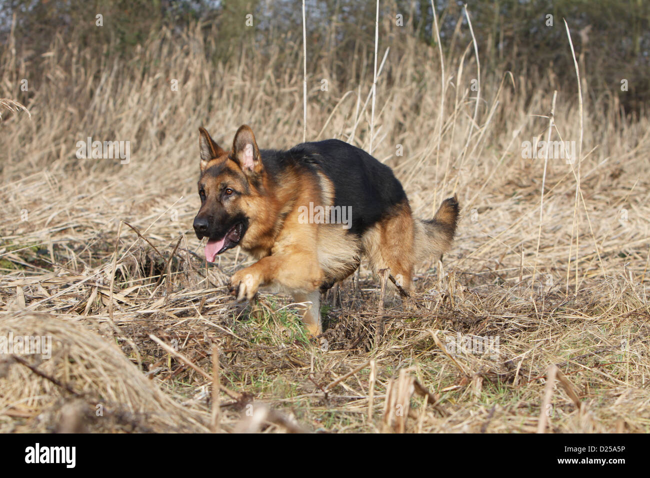 Adult german shepherd in hi-res stock photography and images - Alamy