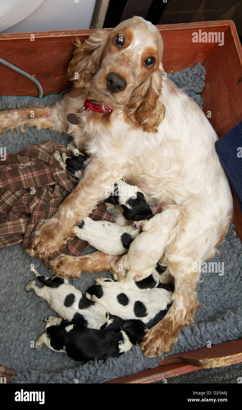 Newly born Cocker Spaniel pups with mother Stock Photo - Alamy