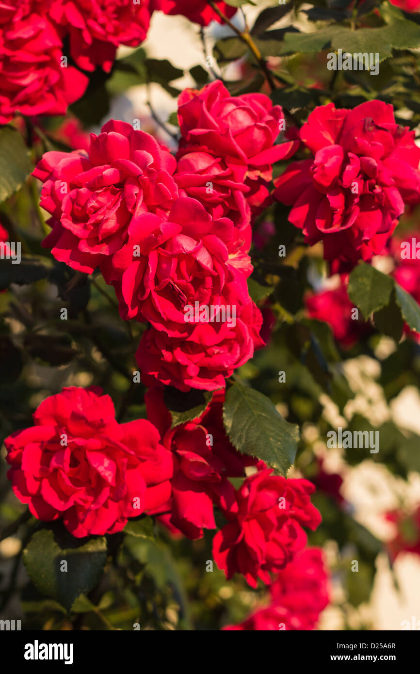 Red rose roses with dark leafs Stock Photo - Alamy