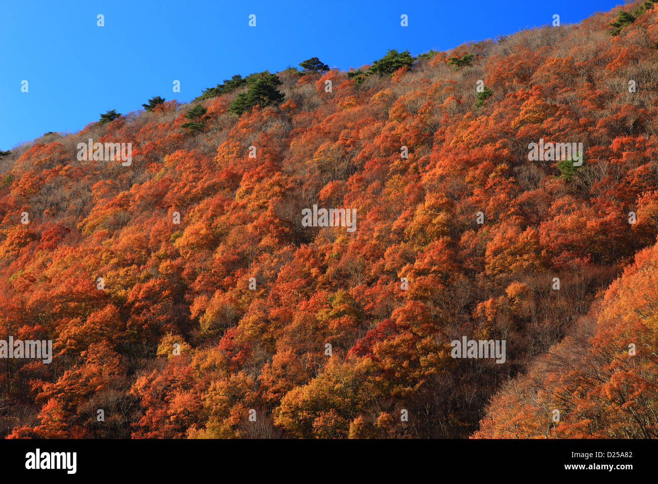 Autumn colors in Minobu, Yamanashi Prefecture Stock Photo - Alamy