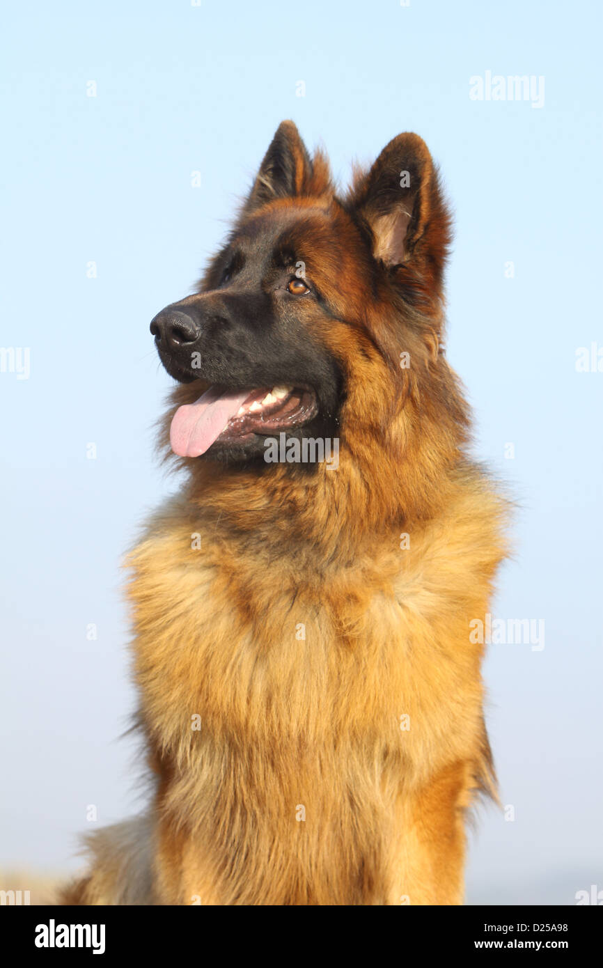 Dog German Shepherd Dog / Deutscher Schäferhund adult portrait profile ...