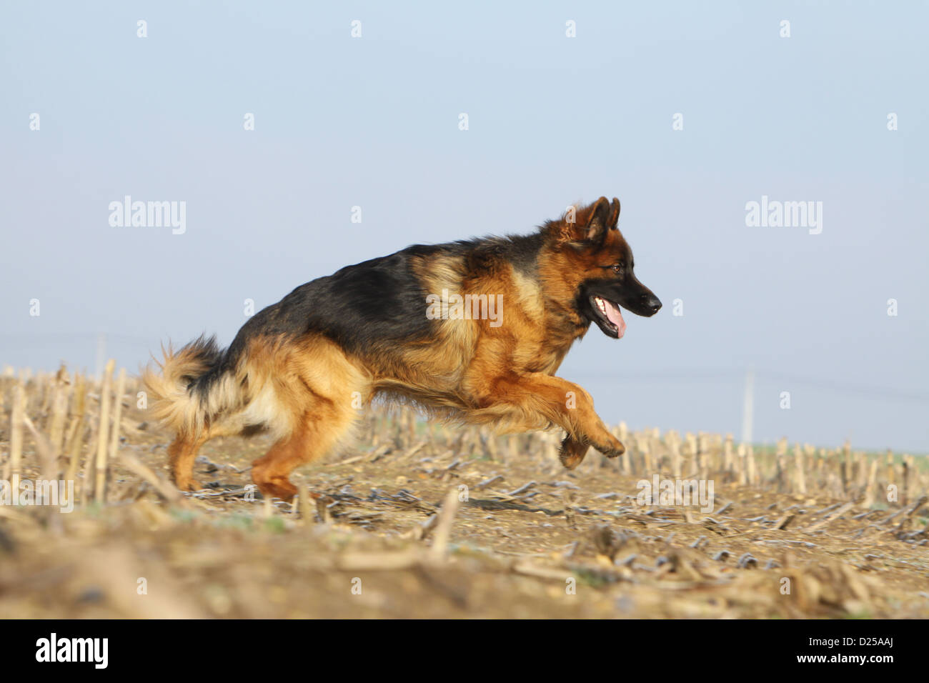 Adult german shepherd in hi-res stock photography and images - Alamy