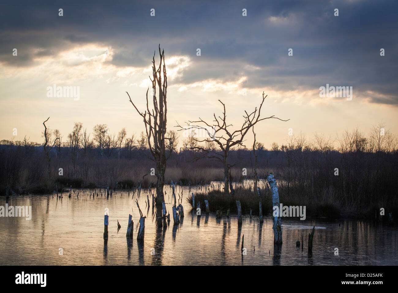 Dutch winter landscape with dead trees due to wetland restoration at ...