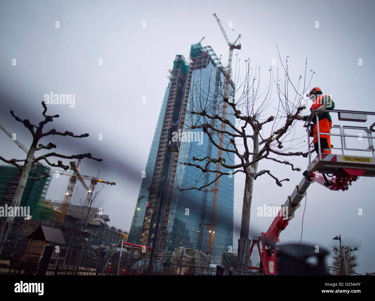A worker cuts off the new shoots on a plane tree in Frankfurt Main ...