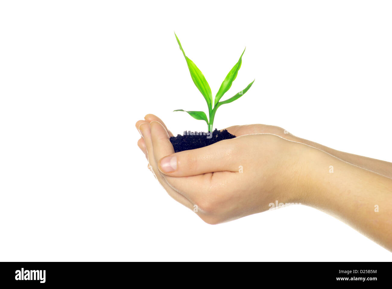 plant in hands isolated on white Stock Photo - Alamy
