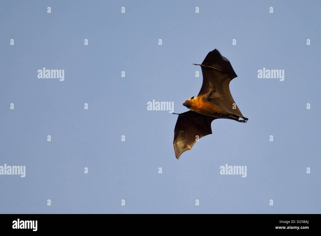 Seychelles flying fox hi-res stock photography and images - Alamy