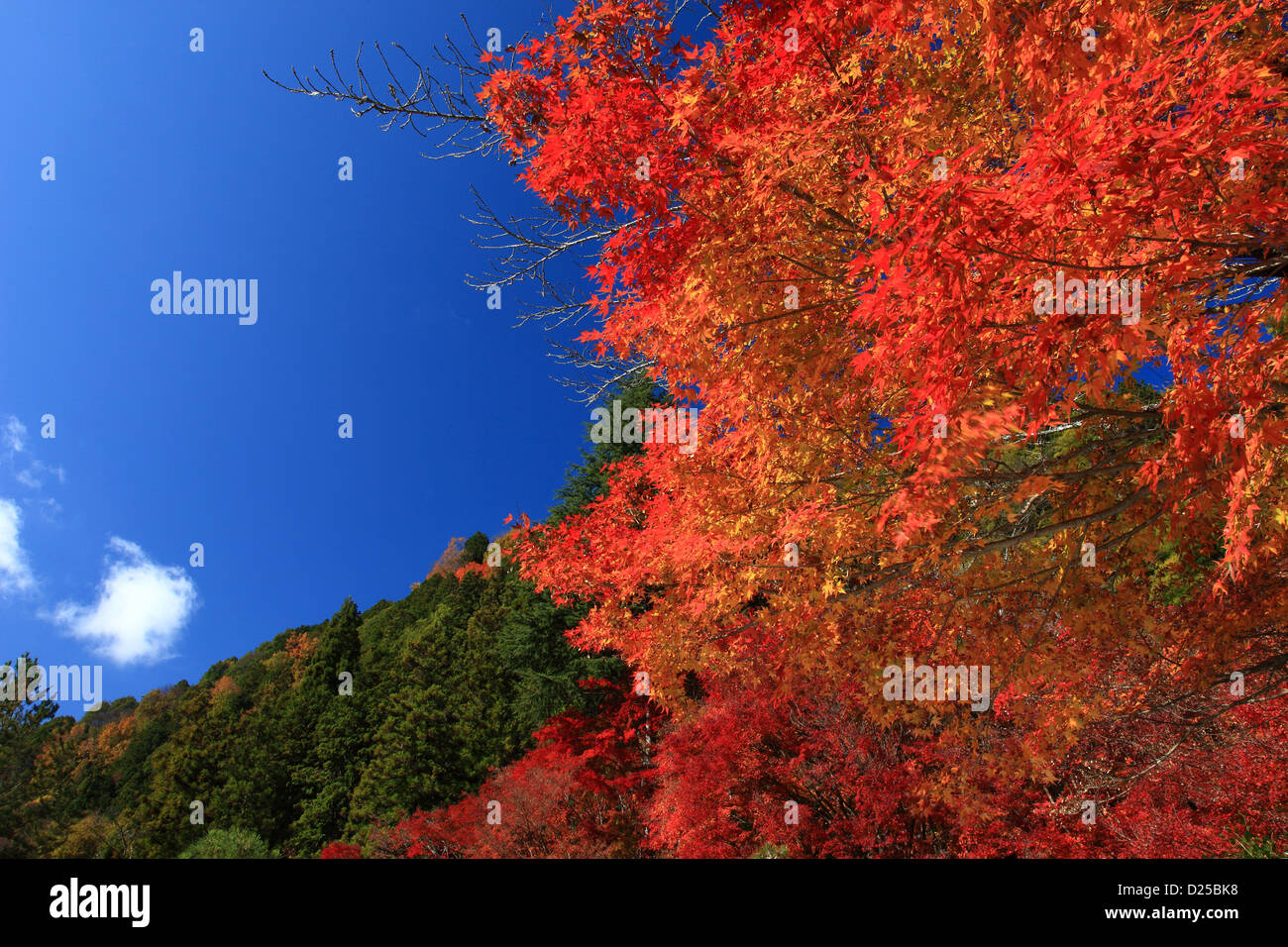 Autumn leaves and blue sky with clouds Stock Photo - Alamy