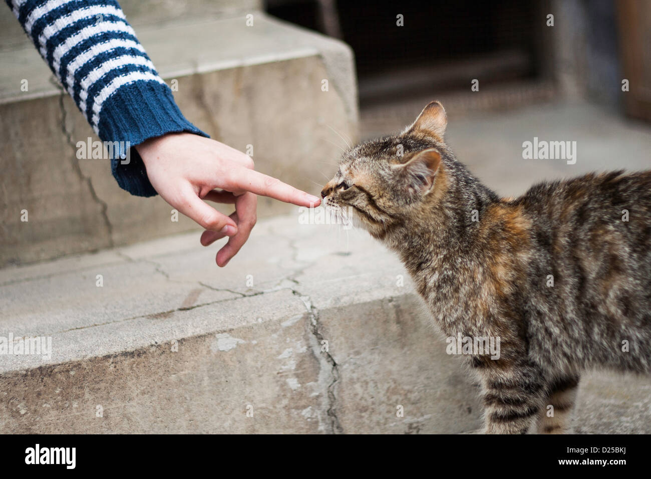 Hand of a cat hi-res stock photography and images - Alamy