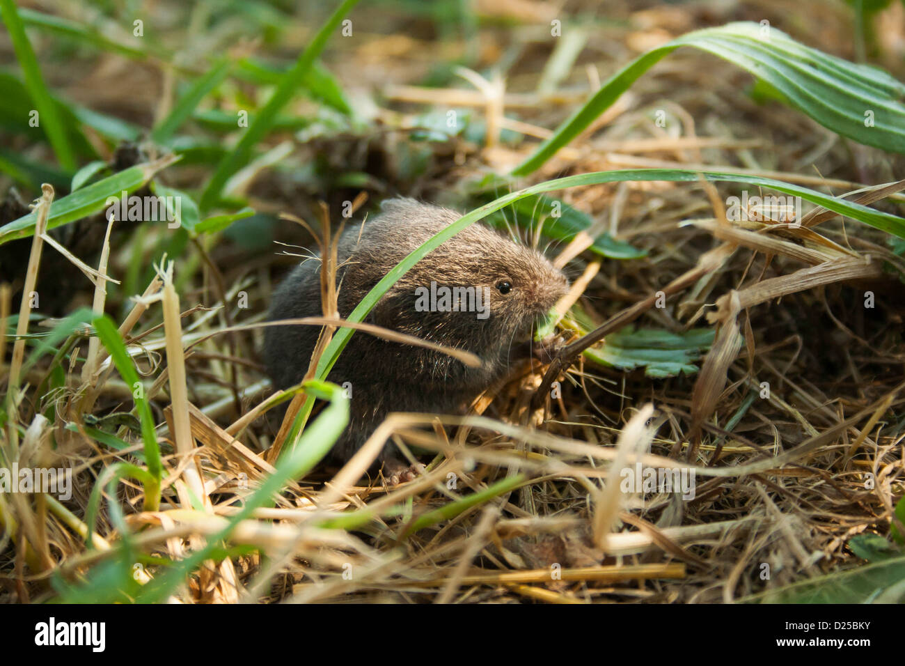 Small mouse in the grass, looking out in sunlight Stock Photo - Alamy