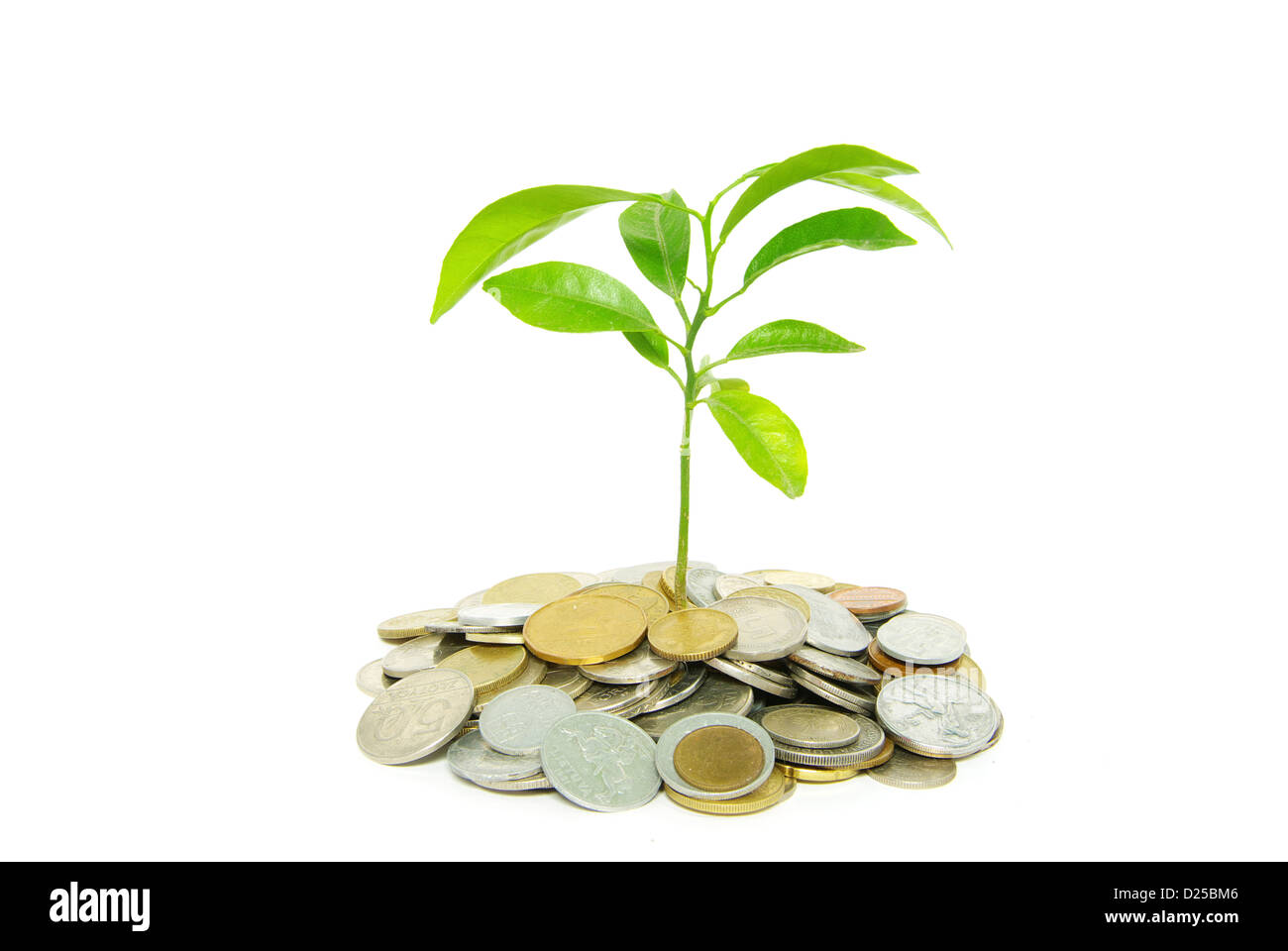 Tree with coins in it Cut Out Stock Images & Pictures - Alamy