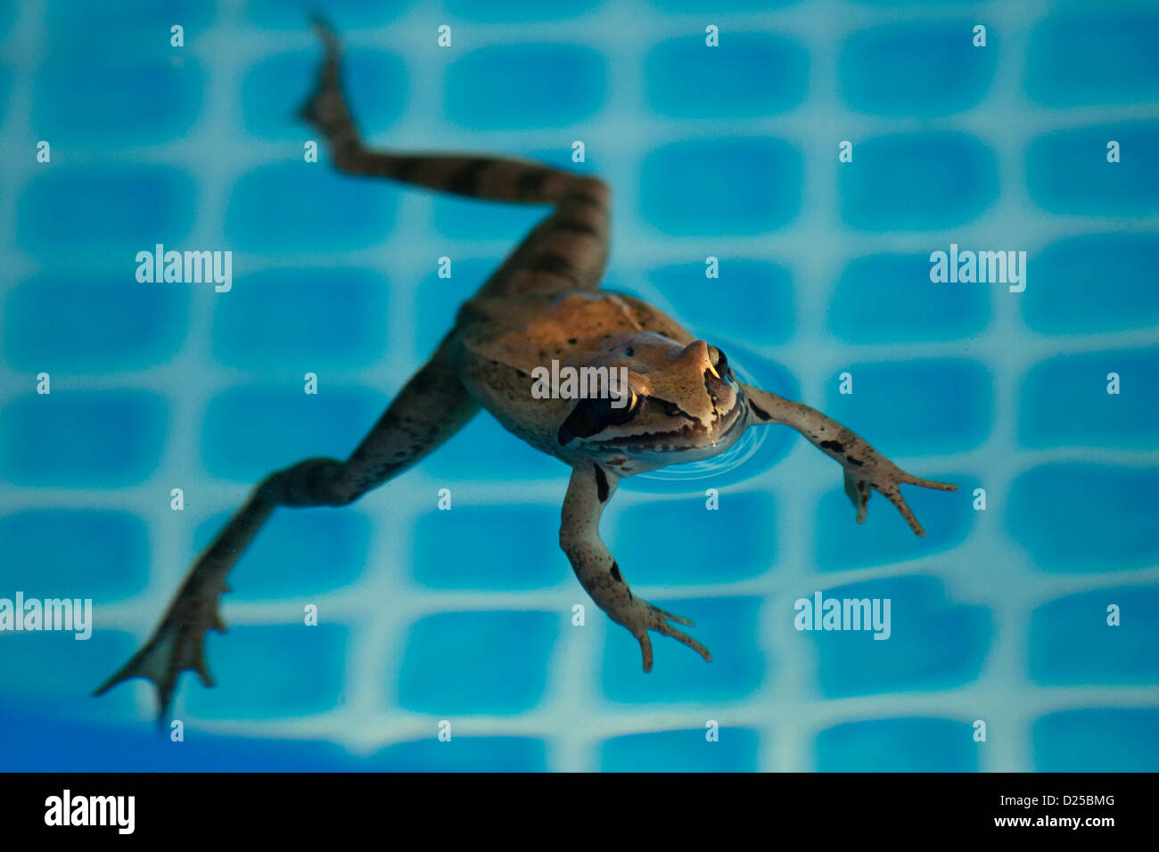 Frog in pool, in sunrise blue and warm colors Stock Photo - Alamy