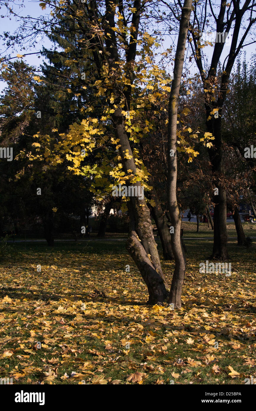 Autumn maple tree in park with falling yellow leaf Stock Photo - Alamy
