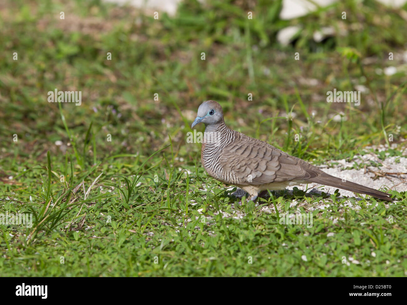Sperbertaube (Geopelia striata Stock Photo - Alamy