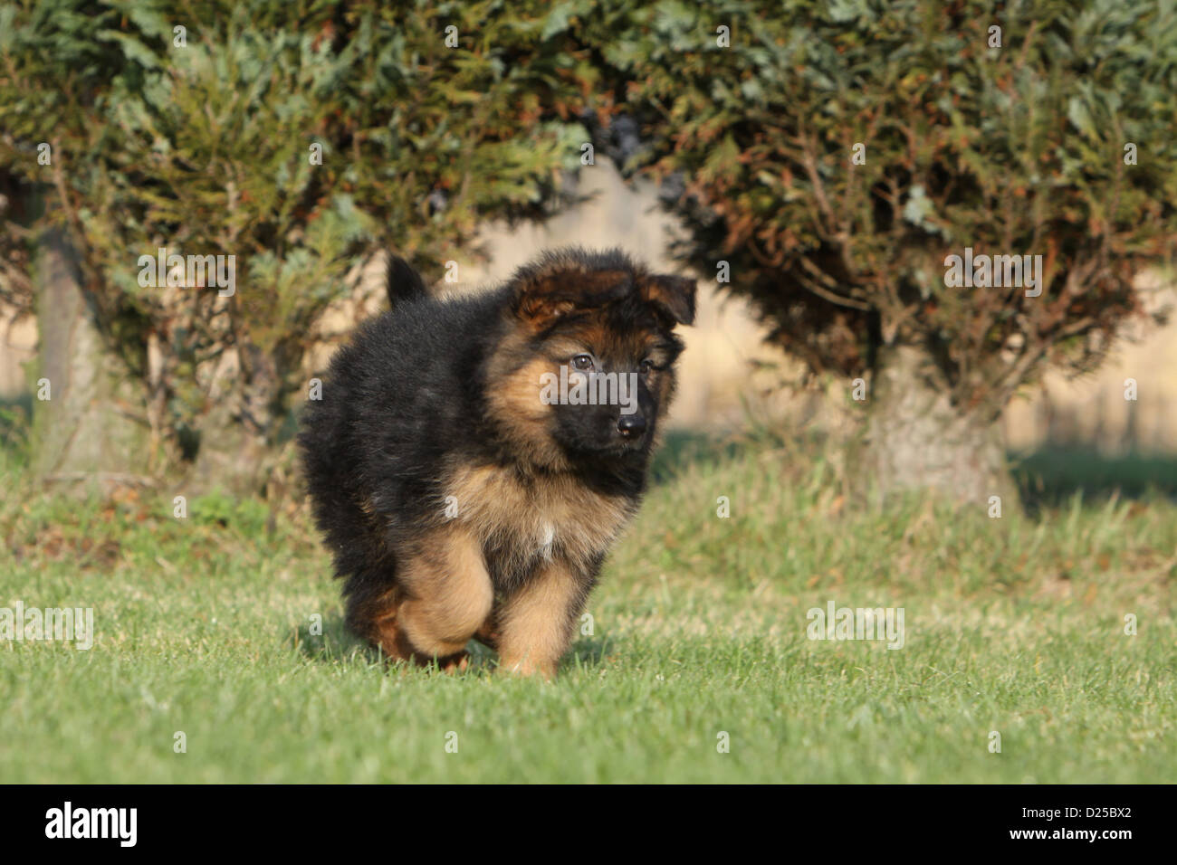 Walking with german shepherds dogs hi-res stock photography and images ...