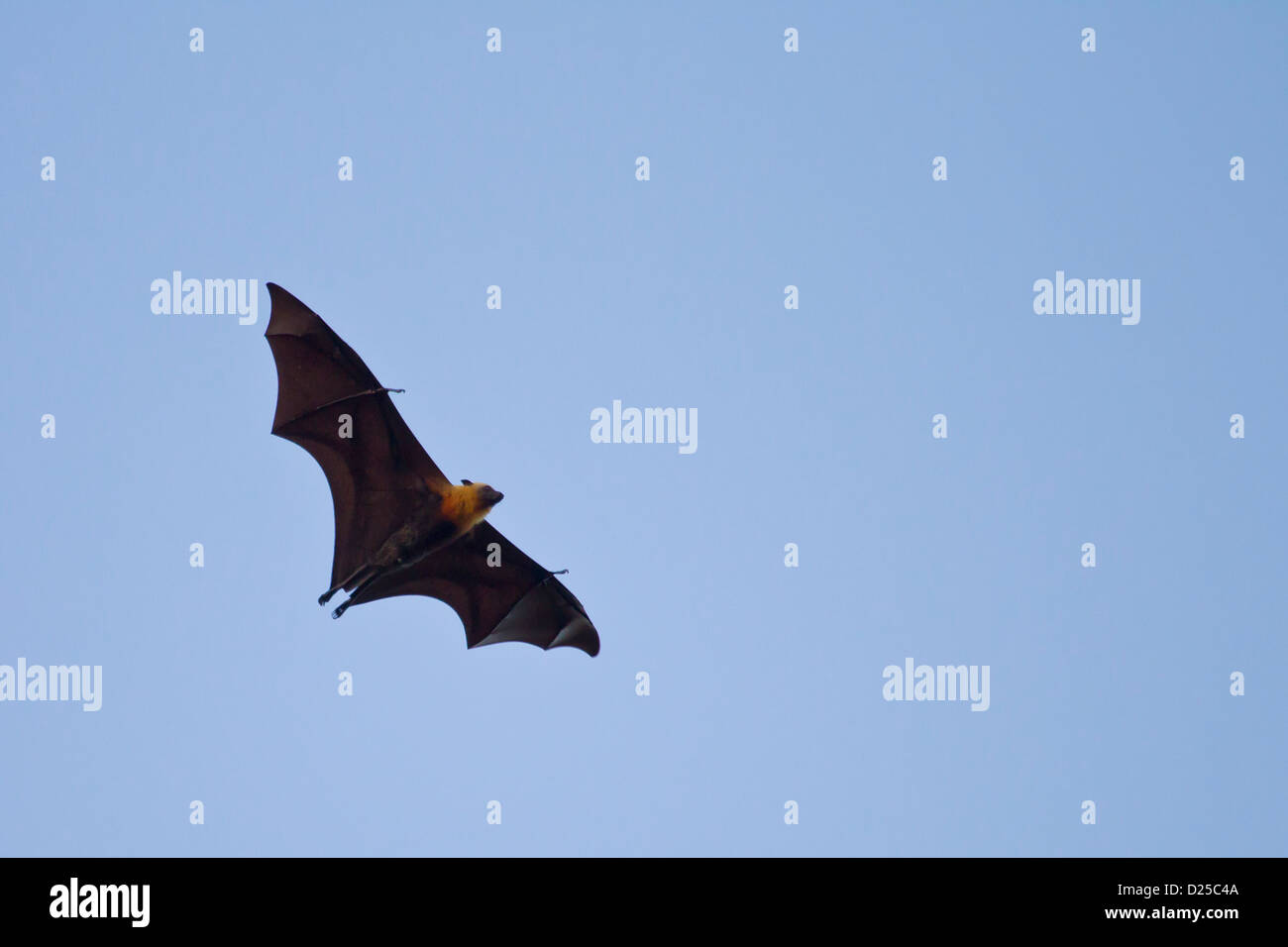 lugfuechse flying dog flying foxes Stock Photo - Alamy