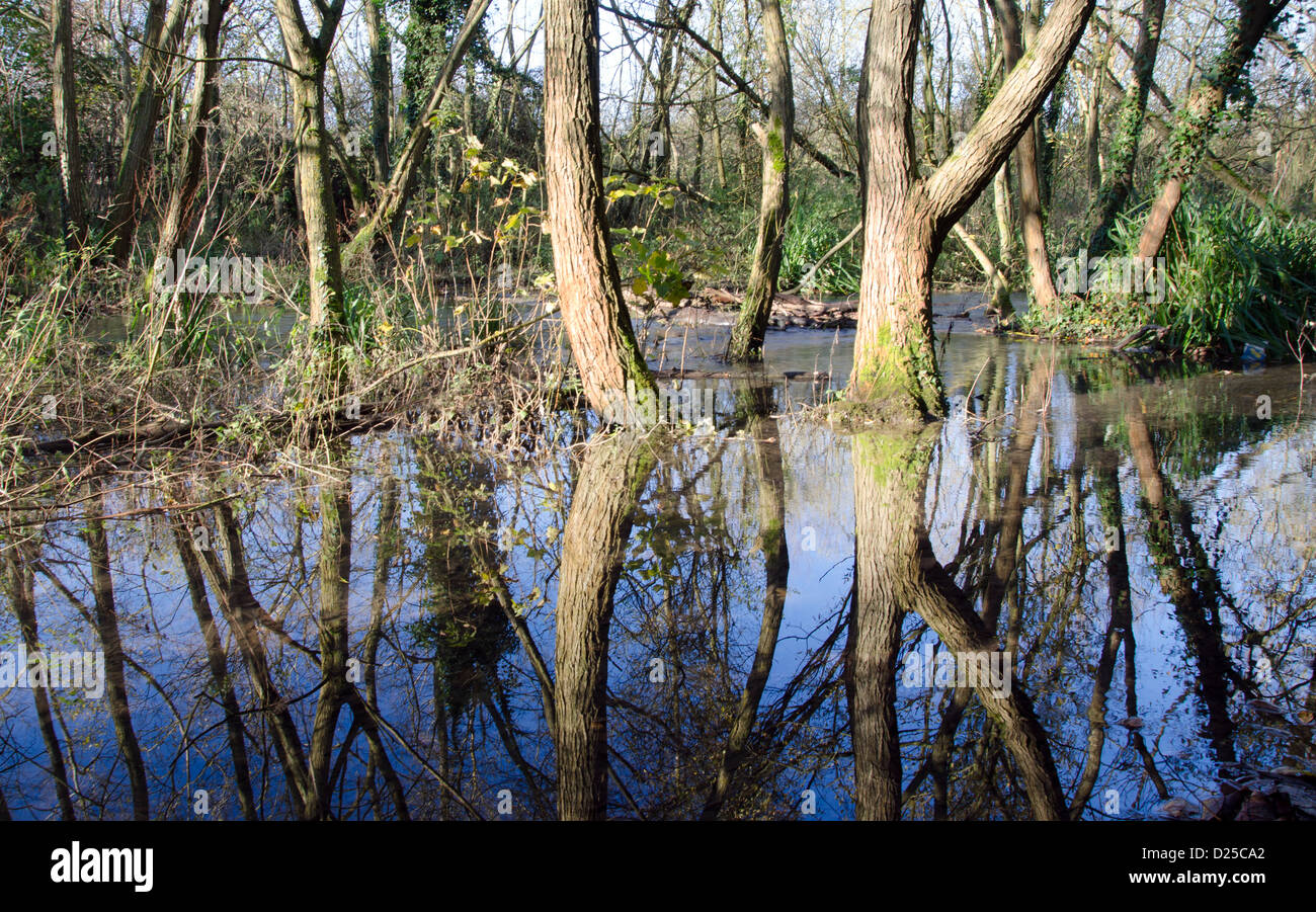 Flood trees hi-res stock photography and images - Alamy