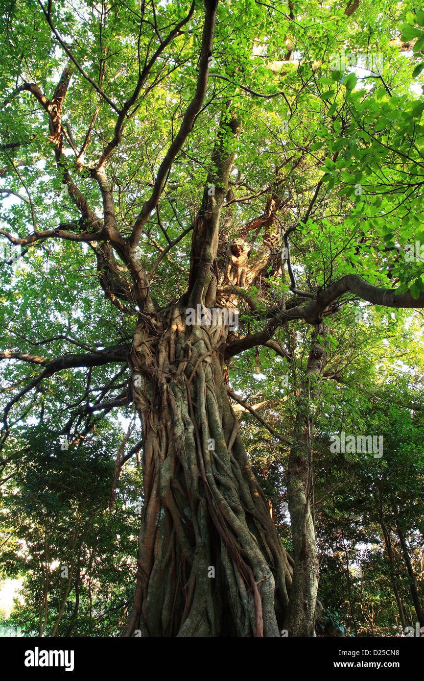 Strangler fig tree Stock Photo - Alamy