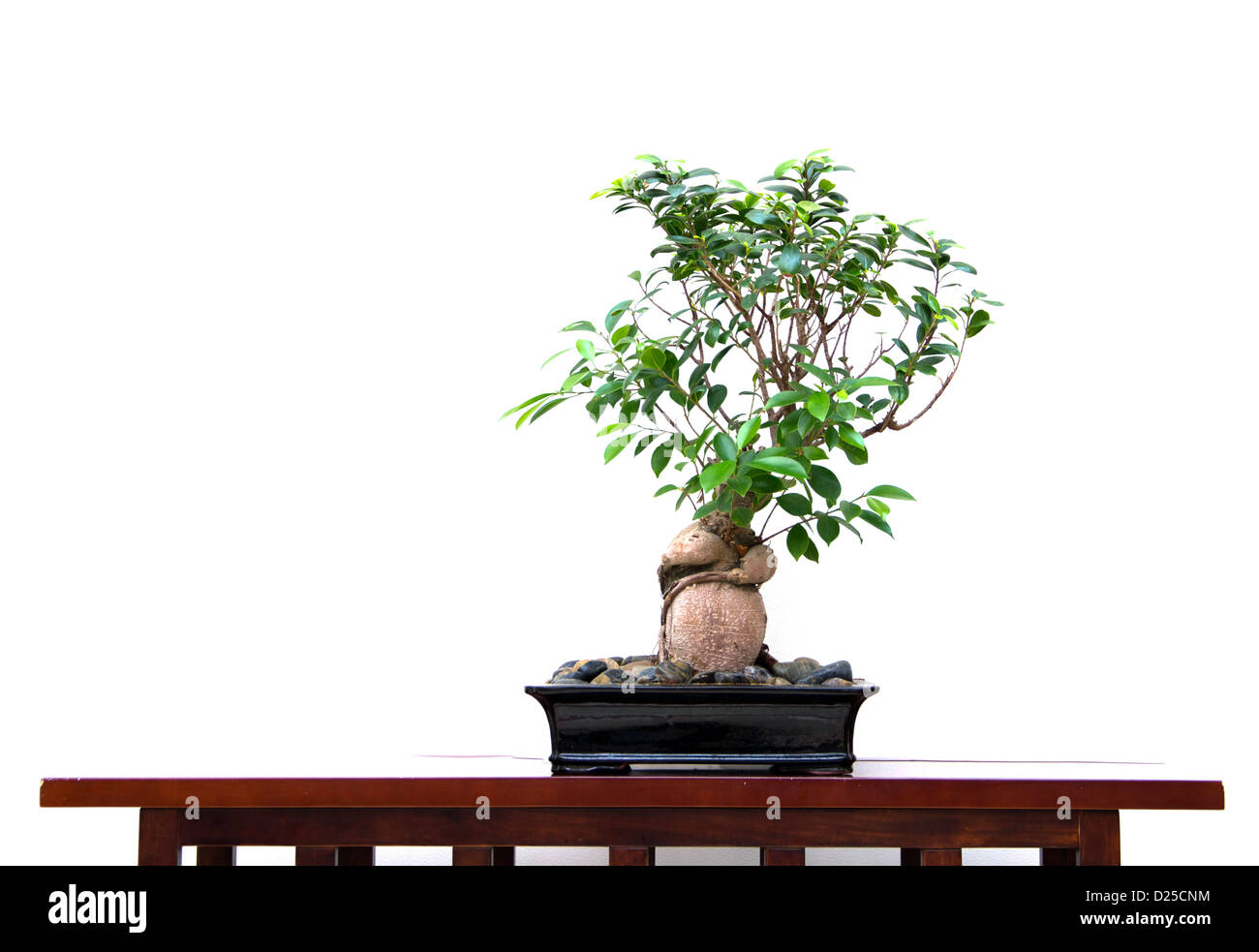 Small banyan tree hi-res stock photography and images - Alamy