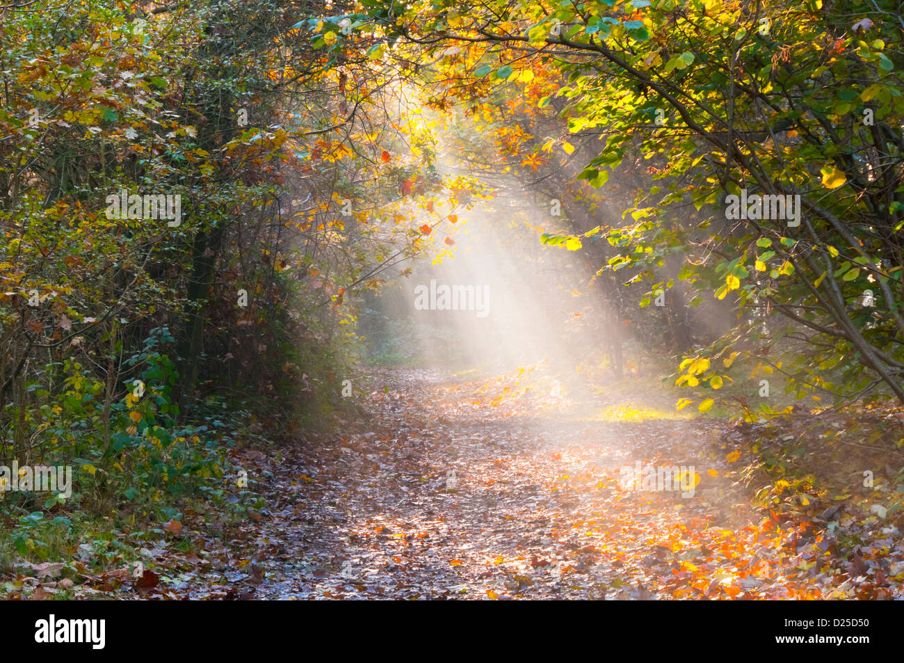 Sun rays along a woodland path Stock Photo - Alamy