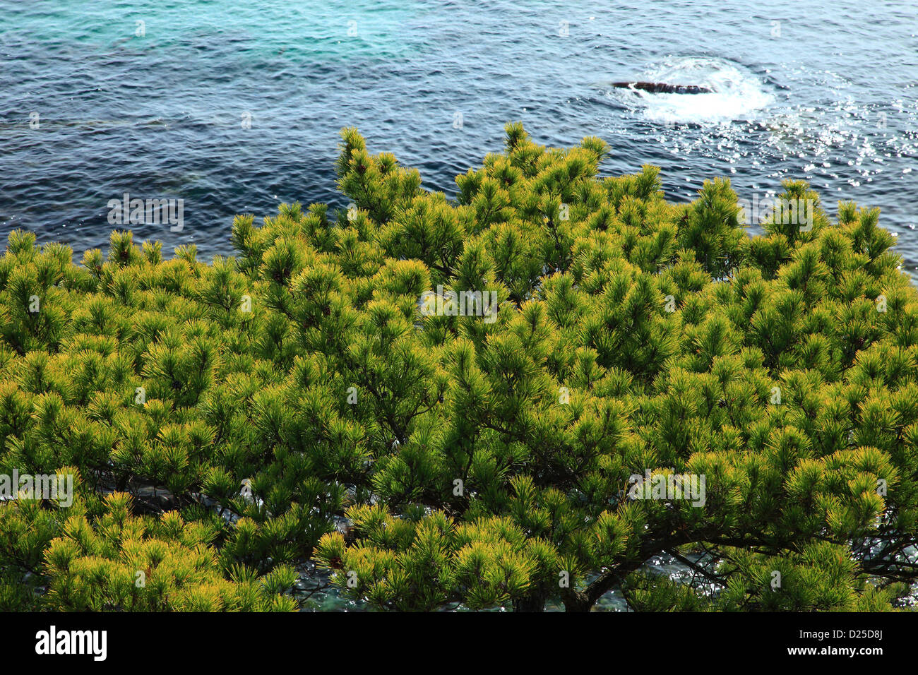 Trees and sea Stock Photo - Alamy