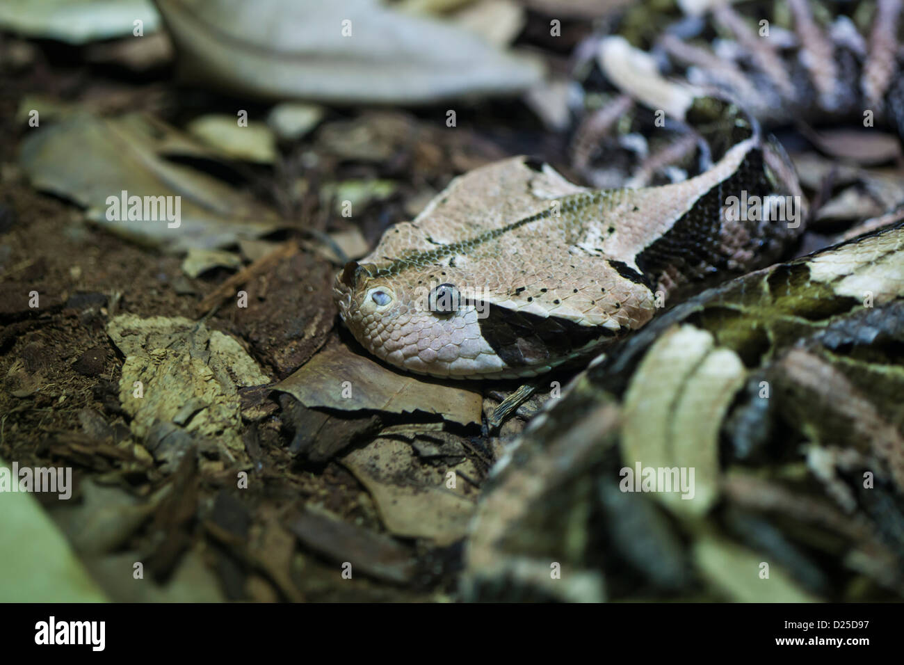 Gaboon viper snake hi-res stock photography and images - Alamy