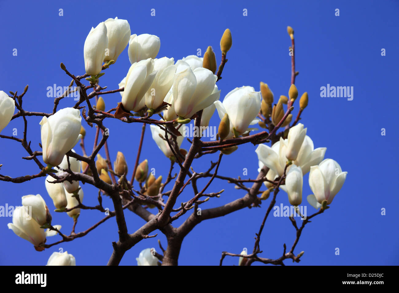 Blue magnolia hi-res stock photography and images - Alamy