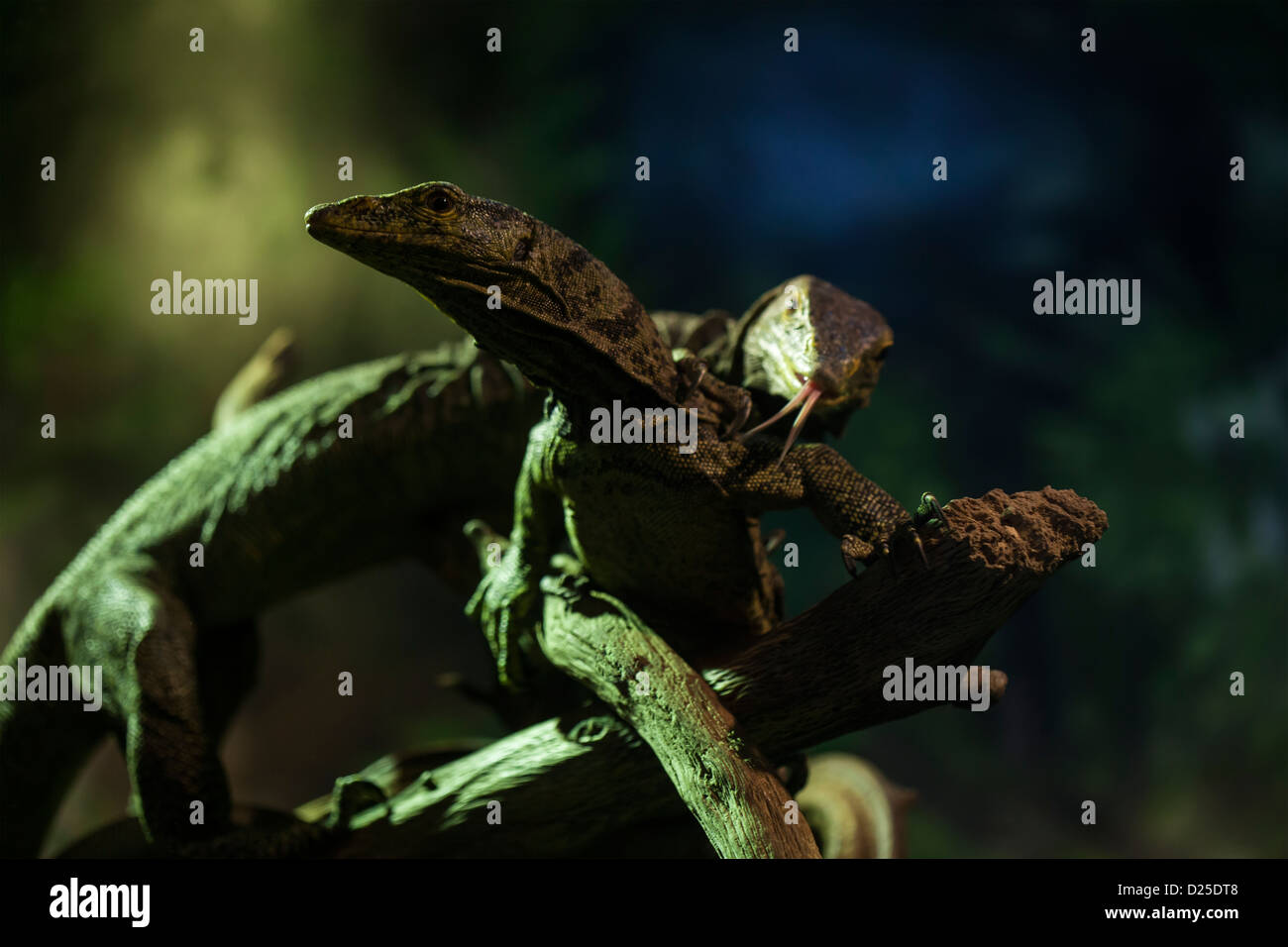 Lizard fighting hi-res stock photography and images - Alamy