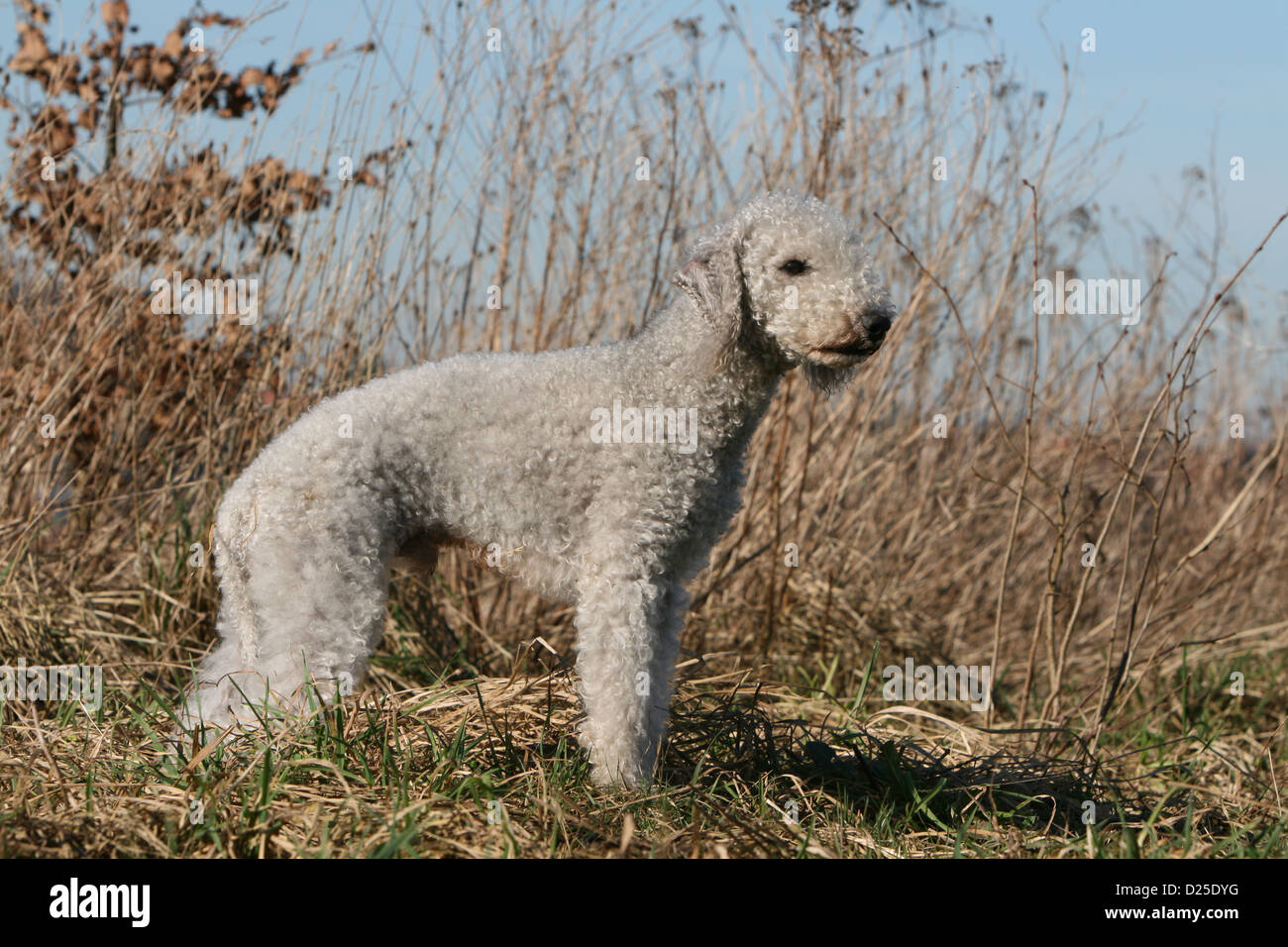 Dog Bedlington Terrier adult standing profile Stock Photo - Alamy