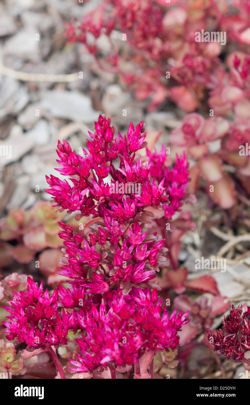 Caucasian stonecrop sedum spurium hi-res stock photography and images ...