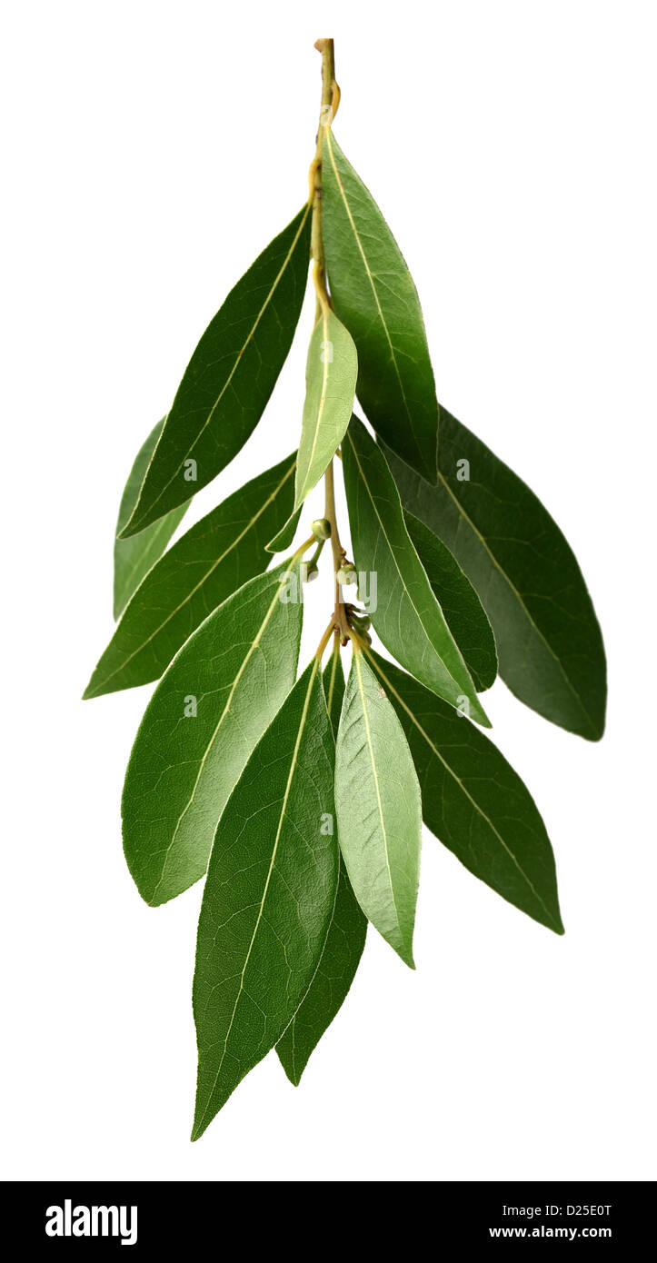 Laurel Branch High Resolution Stock Photography and Images - Alamy