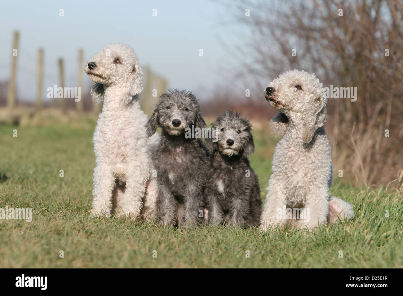 Dog Bedlington Terrier adults and puppies sitting family Stock Photo ...