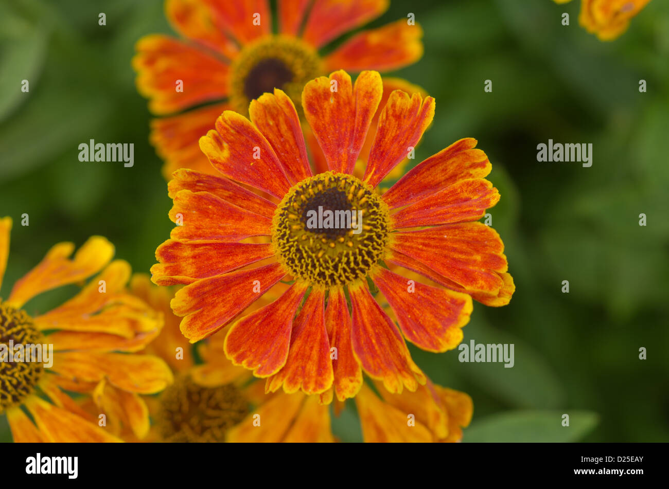 Waldtraut hi-res stock photography and images - Alamy