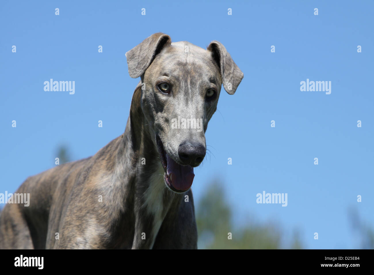 Greyhound head hi-res stock photography and images - Alamy