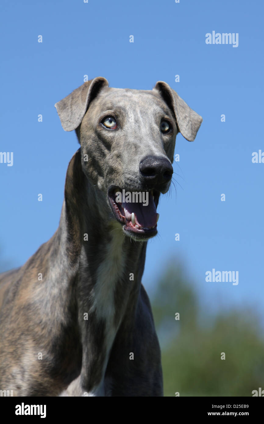 Dog English greyhound adult portrait face Stock Photo - Alamy