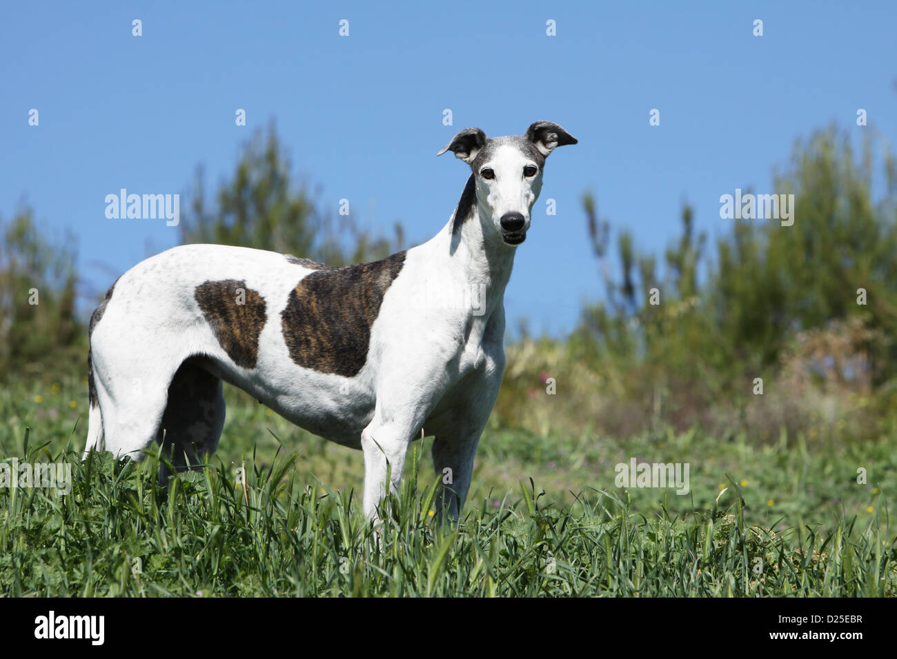 Dog English greyhound adult standing in a meadow Stock Photo - Alamy
