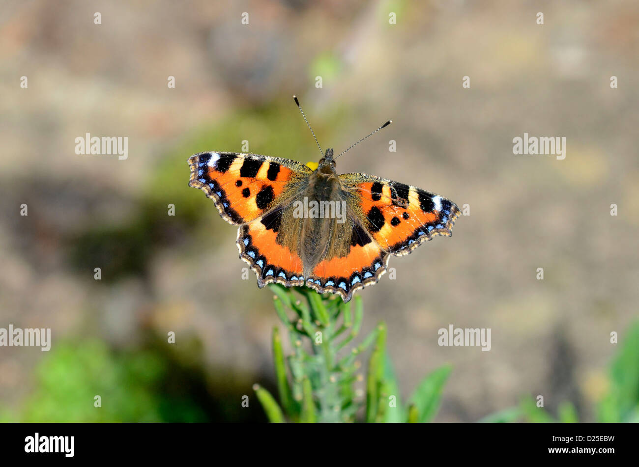 Tortoiseshell butterflies nature closeup insects wildlife butterfly hi ...