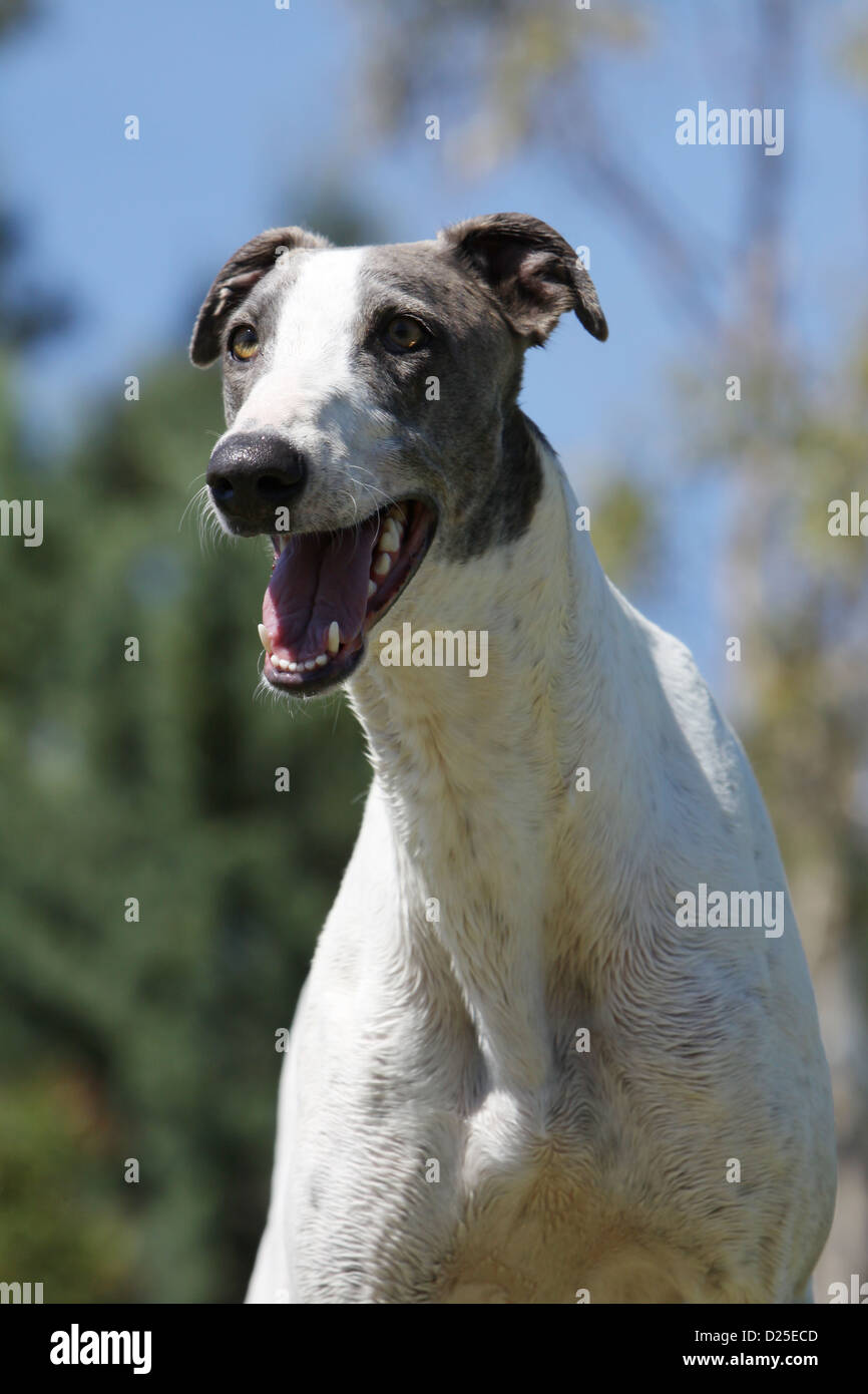 Brindle greyhound hi-res stock photography and images - Alamy