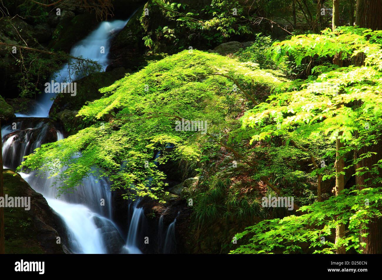 Uguisu waterfall, Tokushima Prefecture Stock Photo - Alamy