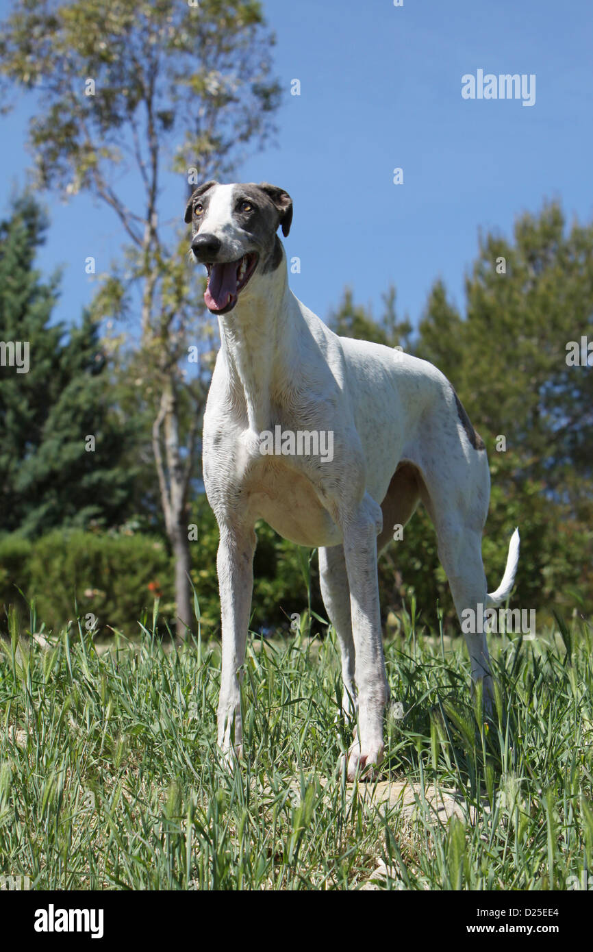 Dog English greyhound adult standing in a meadow Stock Photo - Alamy