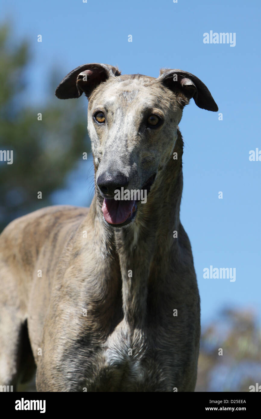 Dog English greyhound adult portrait face Stock Photo - Alamy