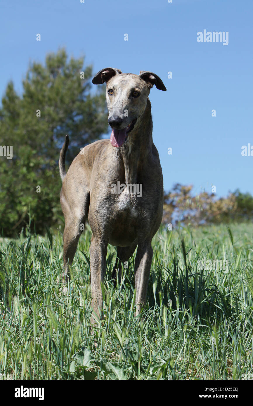 English greyhound dog hi-res stock photography and images - Alamy