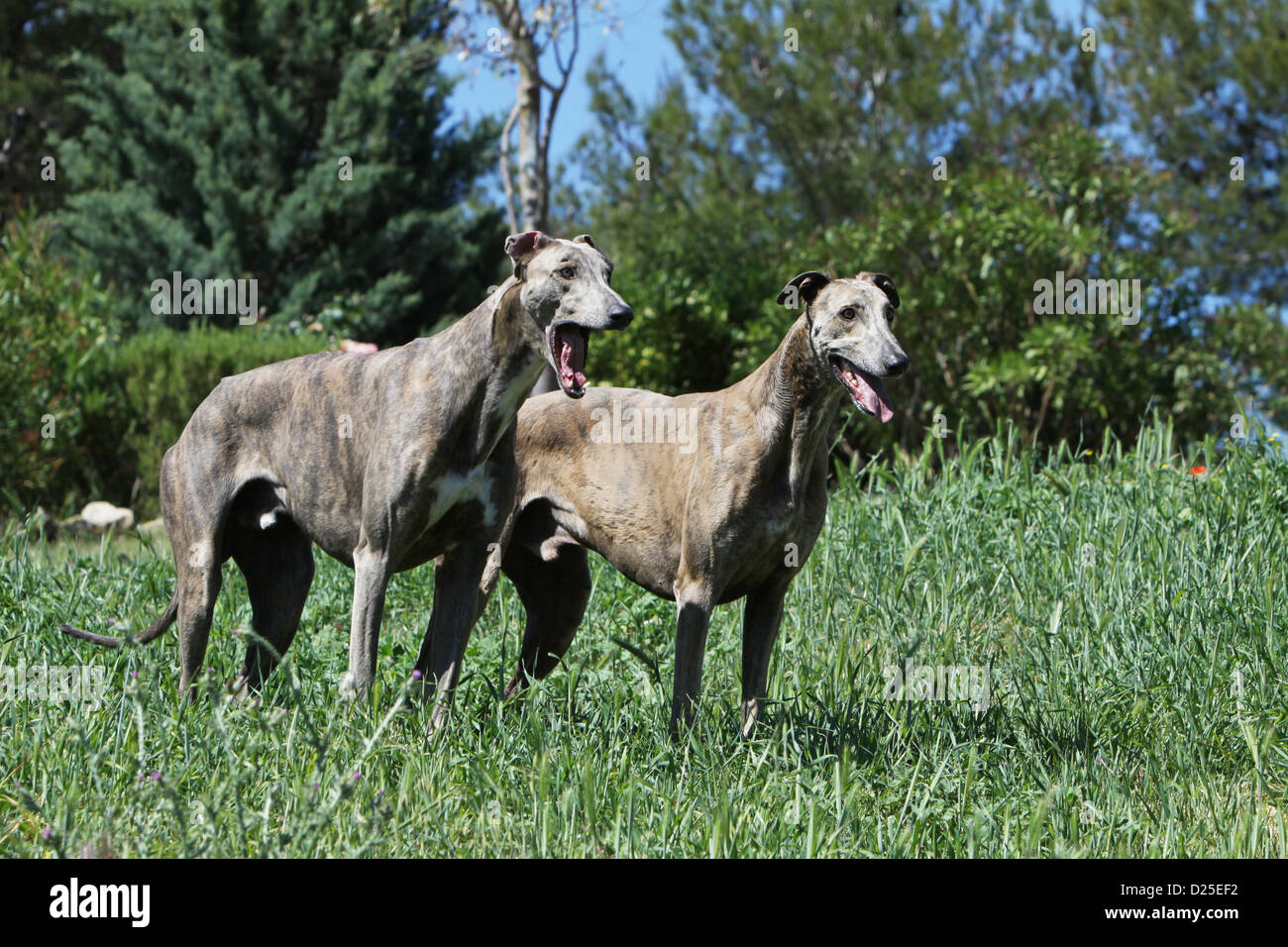 Dog English greyhound two adults standing in a meadow Stock Photo - Alamy