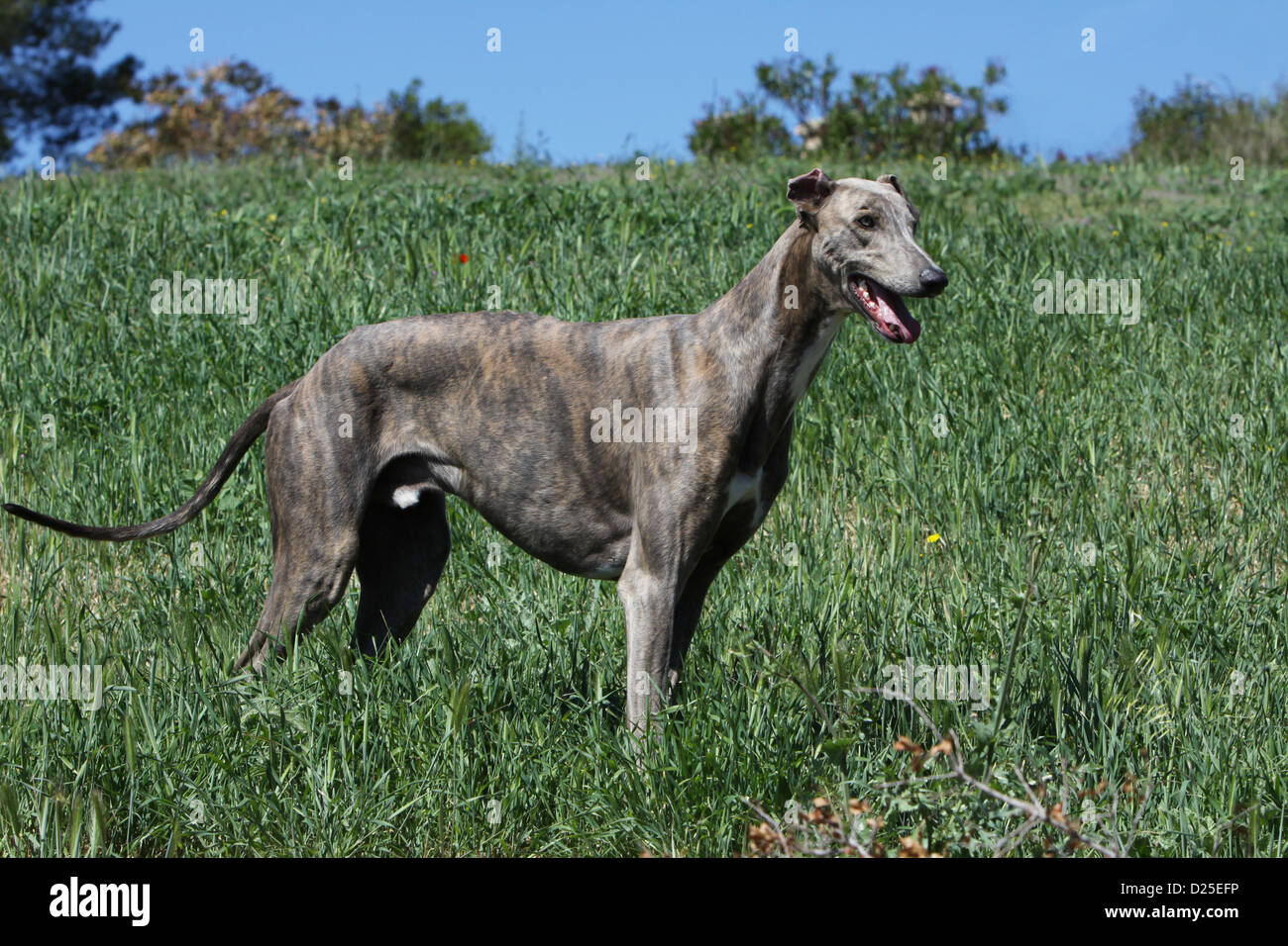 Dog English greyhound adult standing in a meadow Stock Photo - Alamy