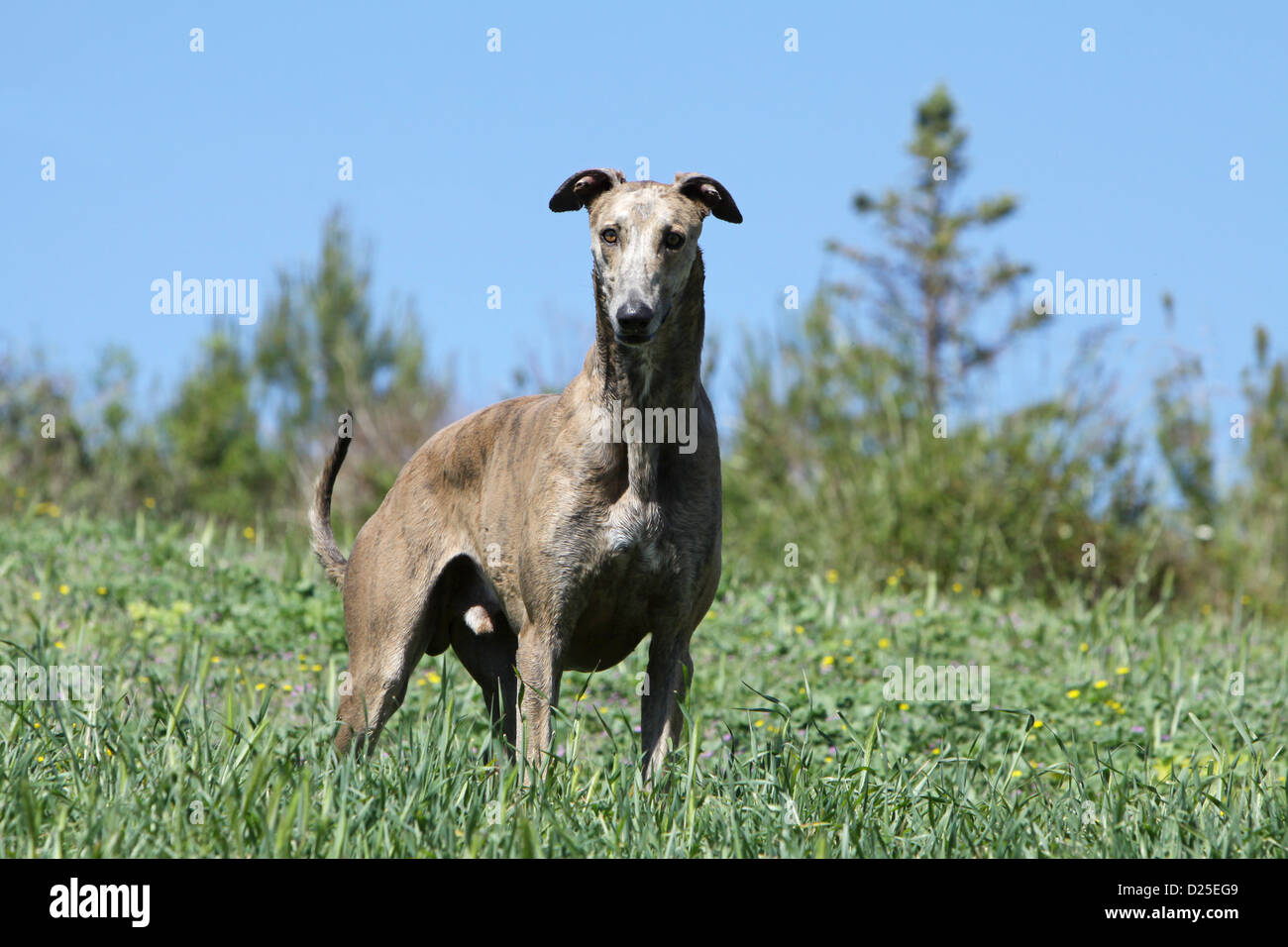 Dog english greyhound adult standing hi-res stock photography and ...