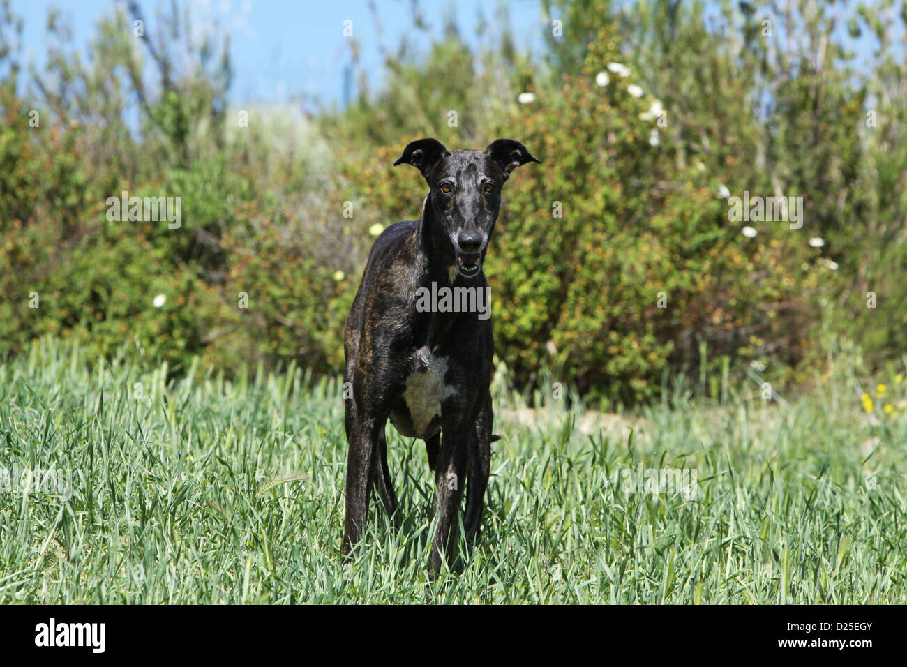 Racing greyhound standing hi-res stock photography and images - Alamy