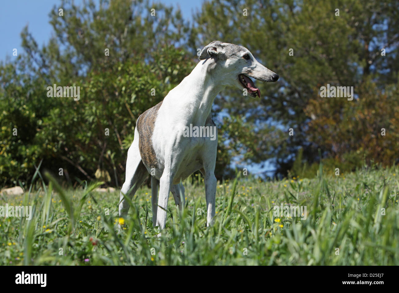 Dog English greyhound adult standing in a meadow Stock Photo - Alamy